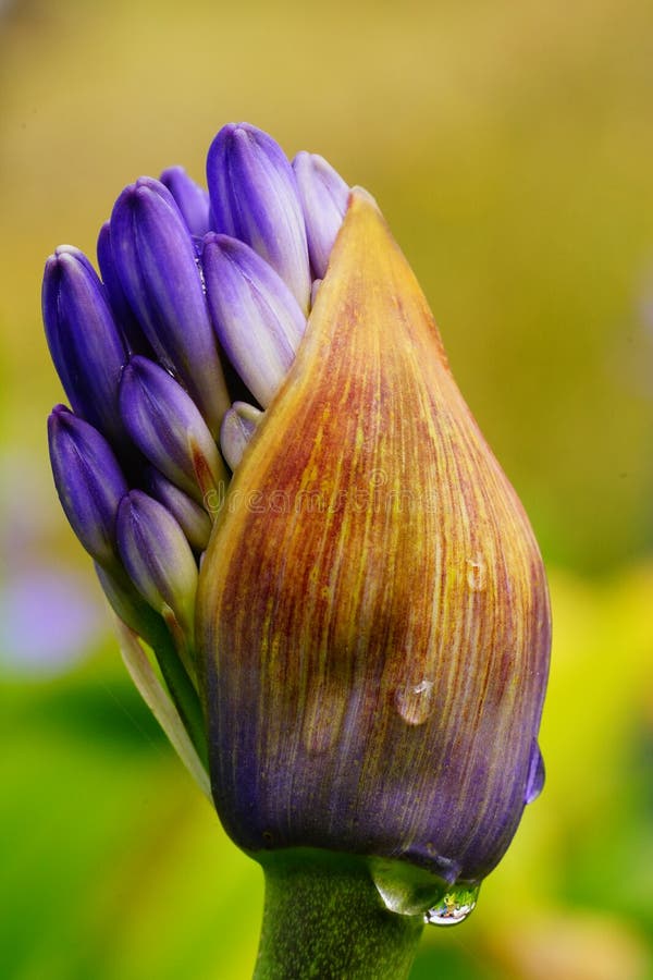 Birth of a flower in macro stock photo. Image of macro - 124063576