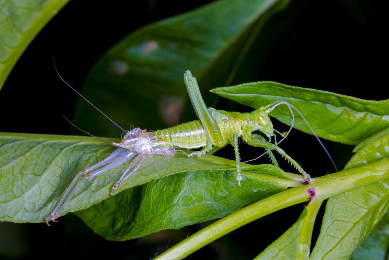 The birth of a grasshopper stock image. Image of insect - 55507207