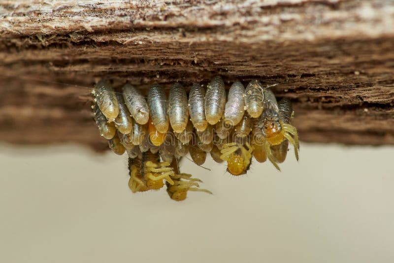 Ladybug Eggs Hatching Stock Photos - Free & Royalty-Free Stock Photos ...