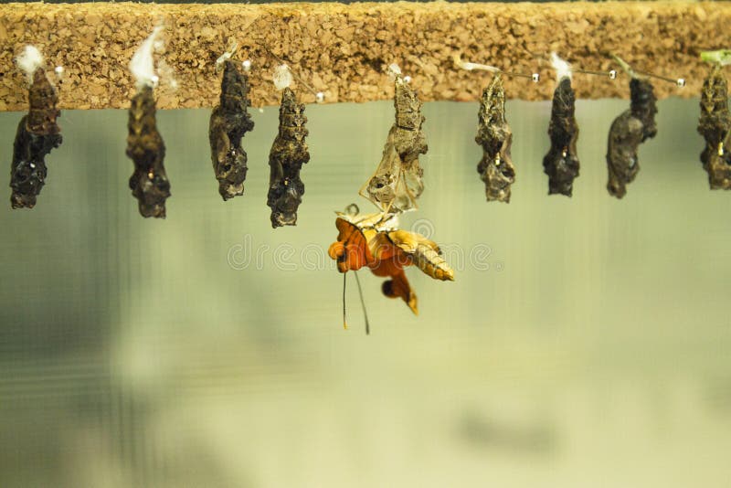 Birth of a Metamorphosis Butterfly Stock Image - Image of morph, insect ...