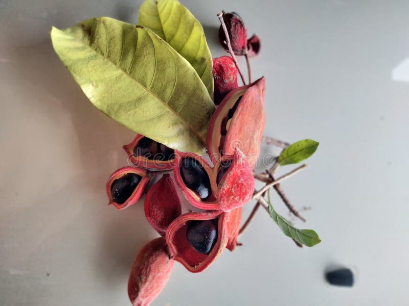 Before the birth of nature stock image. Image of plant - 349223895