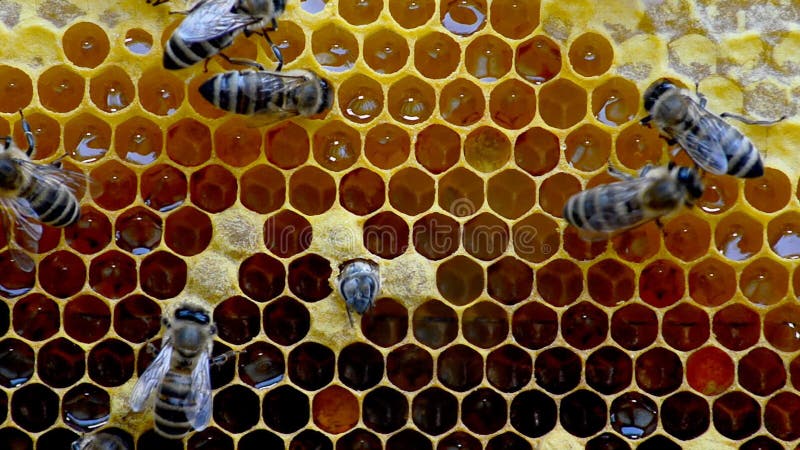 Birth of a new bee. stock video. Video of hive, honey - 99359975