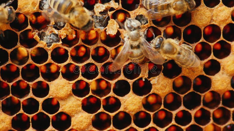 Birth of a New Bee, Other Bees Help Her Get Out of the Cell Stock Image ...