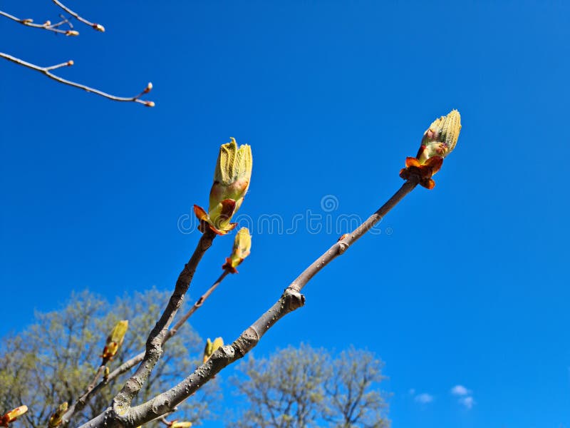 The Birth of New Buds on Chestnut Trees with the Beginning of Warm ...
