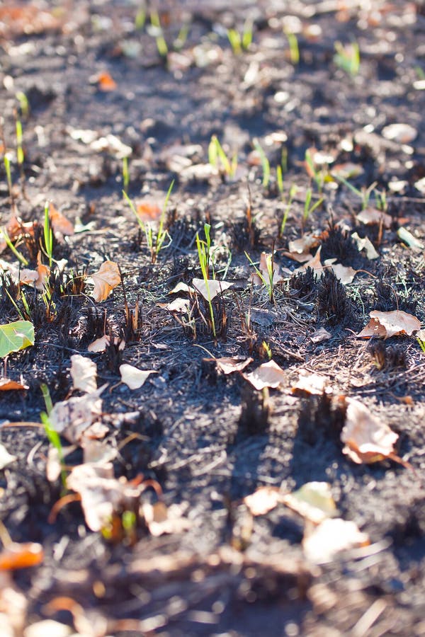 The Birth of a New Life in the Forest after a Fire Stock Image - Image ...