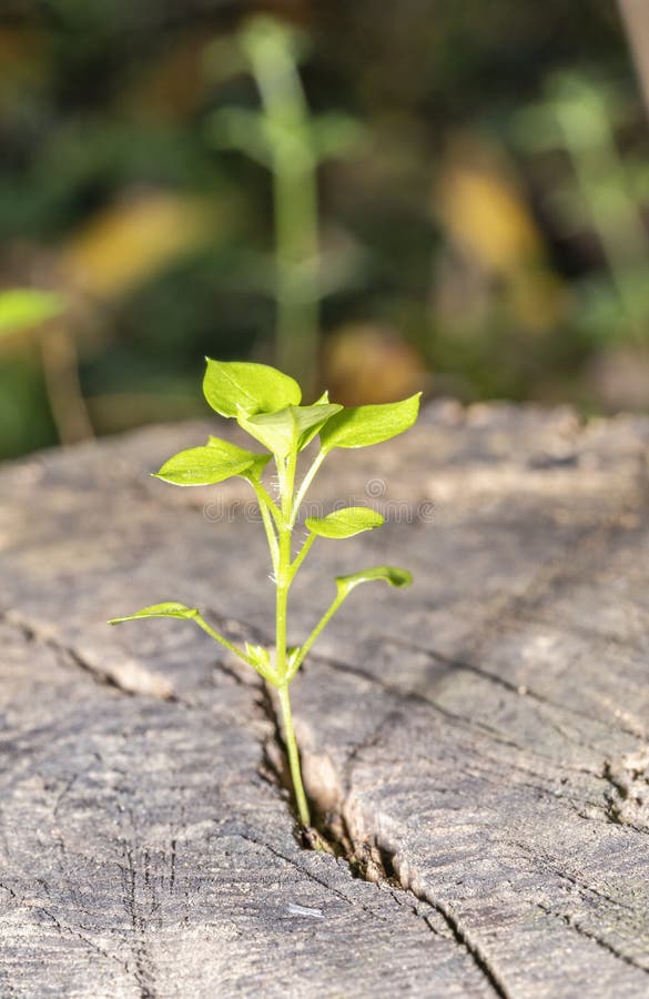Birth of New Life in the Stump Stock Photo - Image of business, life ...