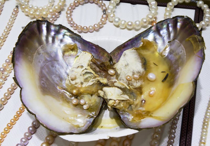 The Birth of a Pearl in the Shell Stock Image - Image of mother, leaf ...
