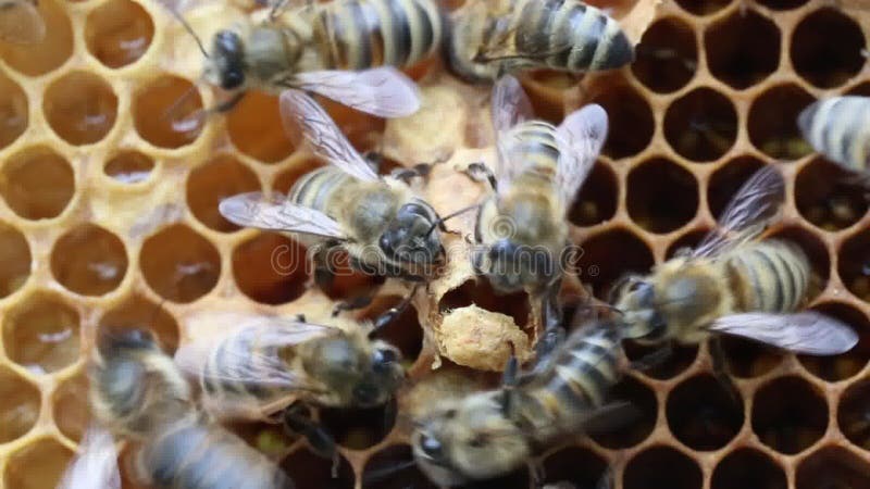 Birth of Queen Bee stock footage. Video of reproduction - 74584302