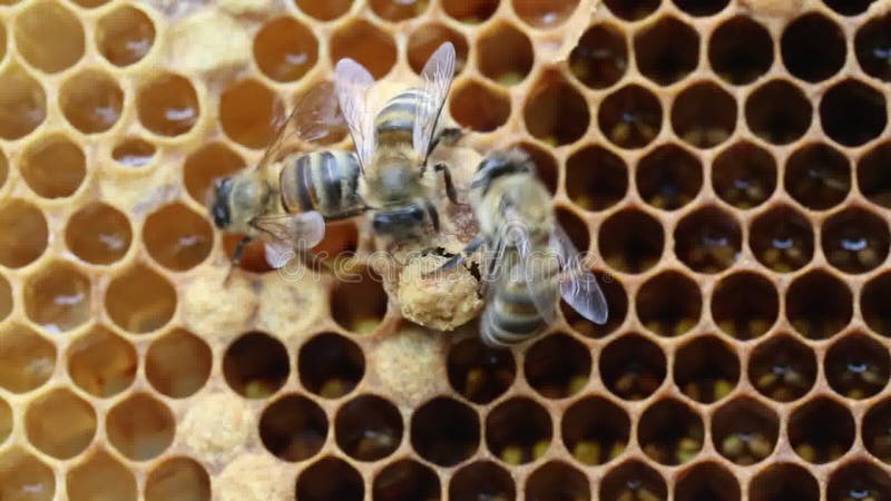 Birth of Queen Bee stock footage. Video of instinct, entomology - 74584772