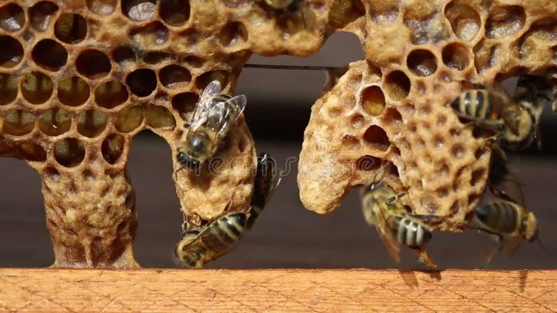 Birth of Queen Bee stock footage. Video of cocoon, honeycomb - 74584750