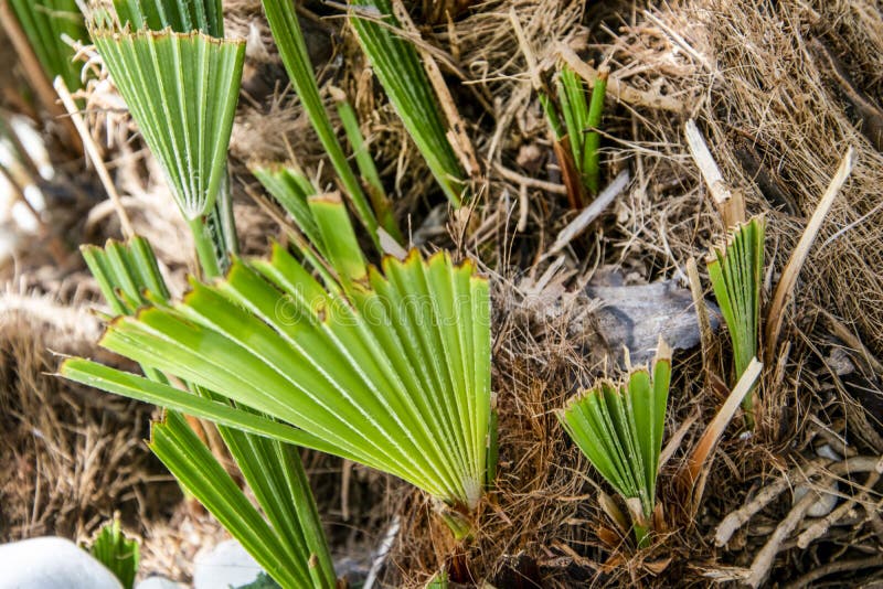 Birth of Several Palm Trees. Stock Image - Image of birth, species ...