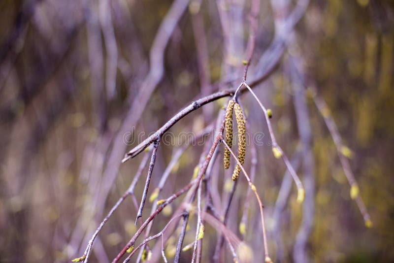 Birth of Tree. Growing Leaves Stock Image - Image of seedling, life ...