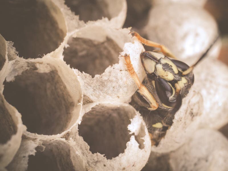 Birth of young worker wasp stock image. Image of cocoon - 97443175