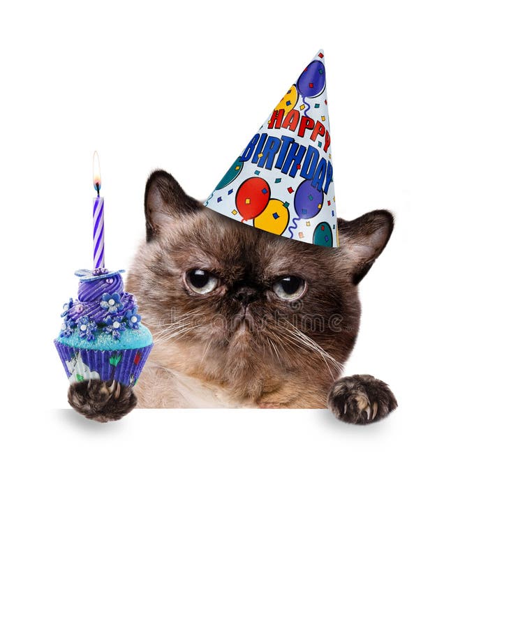 Angry Cat Happy Birthday