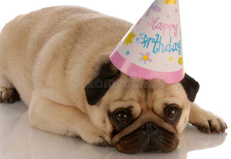 Funny Groaning Birthday Dogs Stock Photo - Image of birthday, hilarious ...