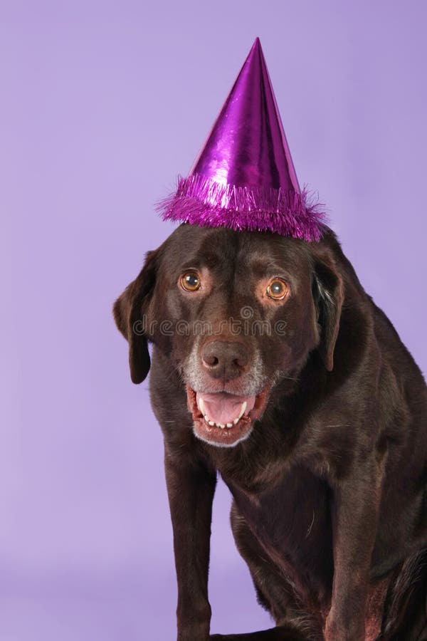 Birthday lab stock image. Image of animal, funny, retriever - 11597949