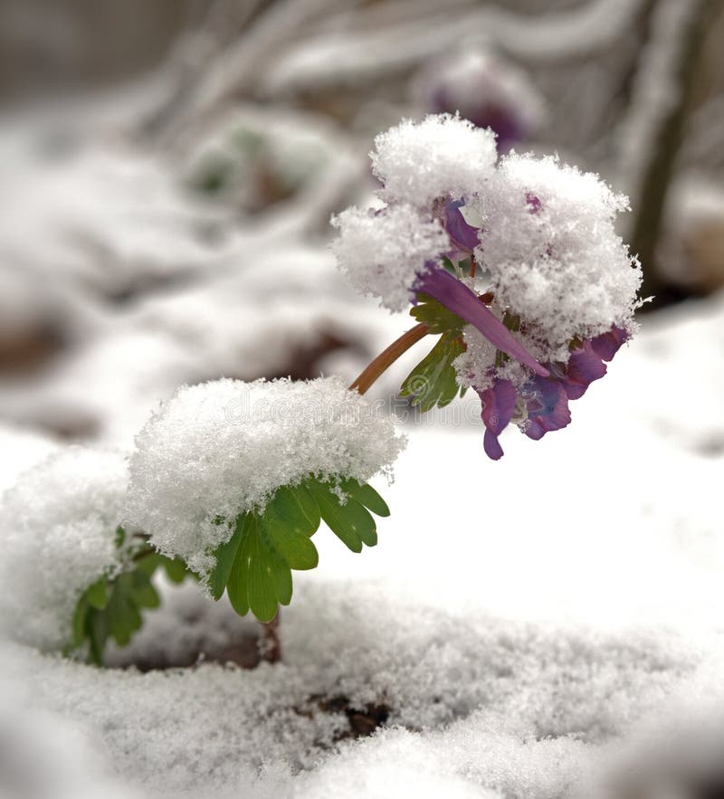 Birthwort Flowers Under Snow Stock Photo - Image of close, weather ...