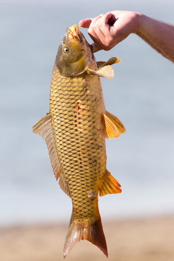 Biscotto Del Pesce Su Un Viaggio Di Pesca Immagine Stock - Immagine di ...