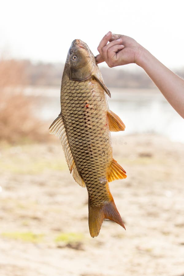 Biscotto Del Pesce Su Un Viaggio Di Pesca Immagine Stock - Immagine di ...