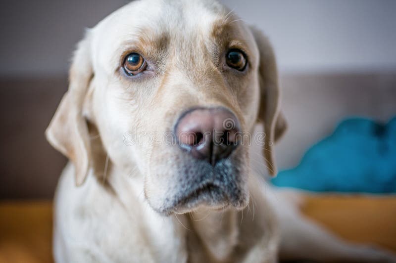 Biscuit Labrador stock photo. Image of carnivoran, breedofdog - 69279528
