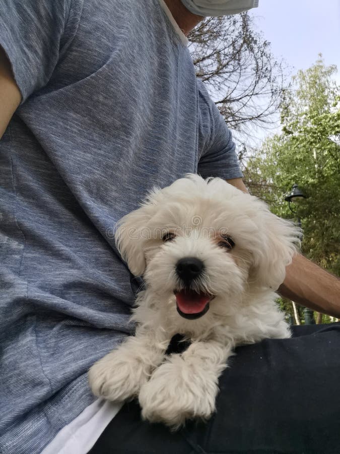 Bishon Maltez. stock photo. Image of puppy, maltese - 183453506