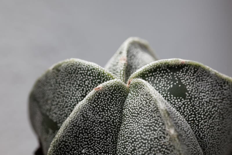 Cactus Leaf Under the Microscope Stock Image - Image of biotechnology ...