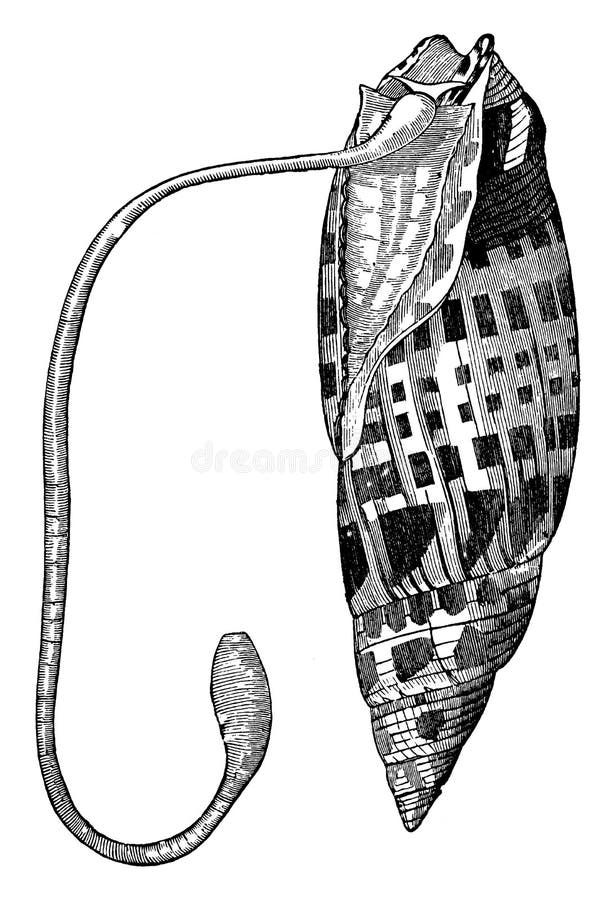 Mitre Shell Stock Illustrations – 3 Mitre Shell Stock Illustrations ...
