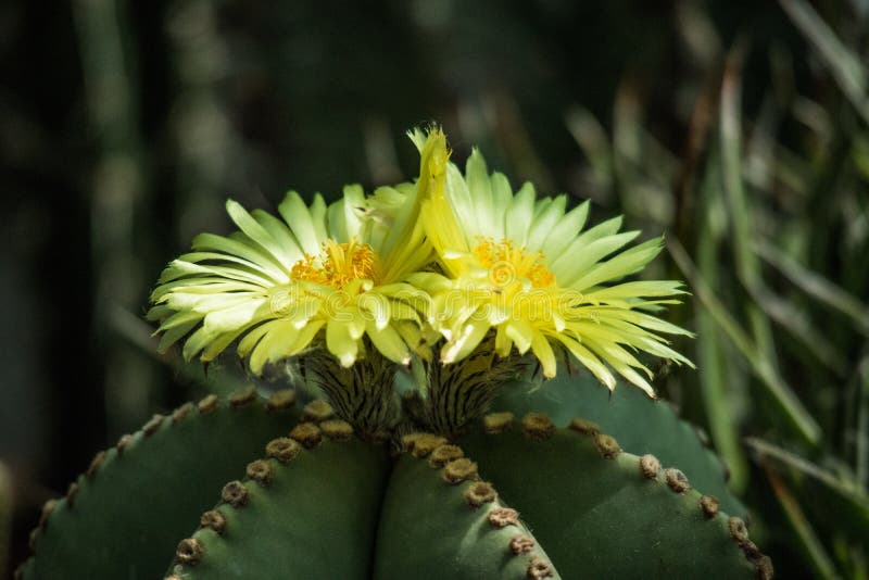Bishop s cap cactus stock image. Image of petal, thorns - 238448723