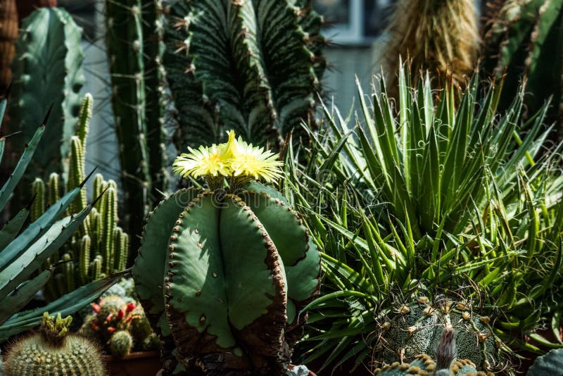 Bishop s cap cactus stock photo. Image of bishop, vegetation - 238448730