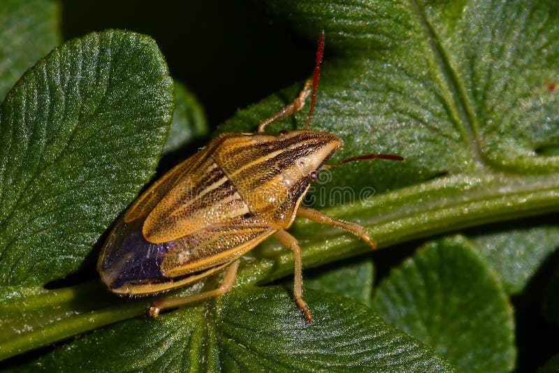 Bishop`s Mitre Shieldbug, Aelia Acuminata Stock Photo - Image of detail ...