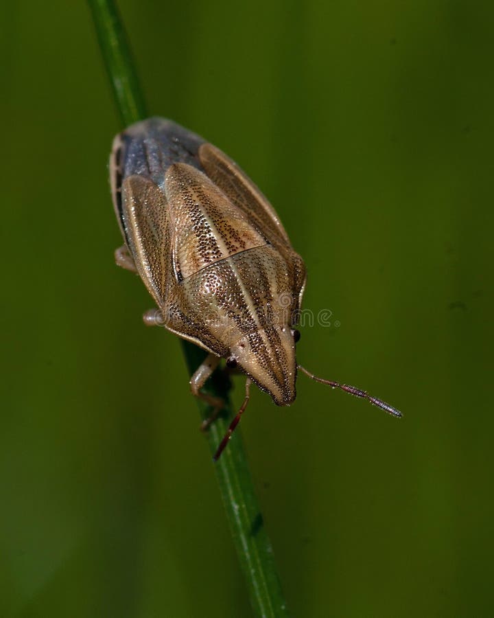 Bishop's Mitre Shieldbug Aelia Acuminata Stock Photos - Free & Royalty ...