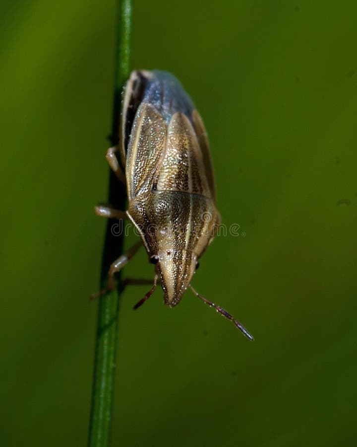 Bishop`s Mitre Shieldbug, Aelia Acuminata Stock Image - Image of ...