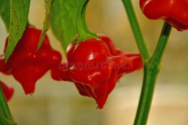 Bishops Crown Chili on Its Plant Stock Photo - Image of picy, chili ...
