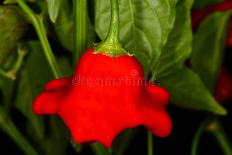Bishops Crown Chili on Its Plant Stock Photo - Image of capsicum, fiery ...