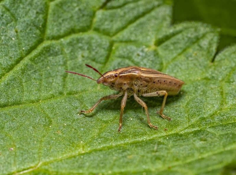 Bishops Mitre shield bug stock photo. Image of outdoor - 278556288