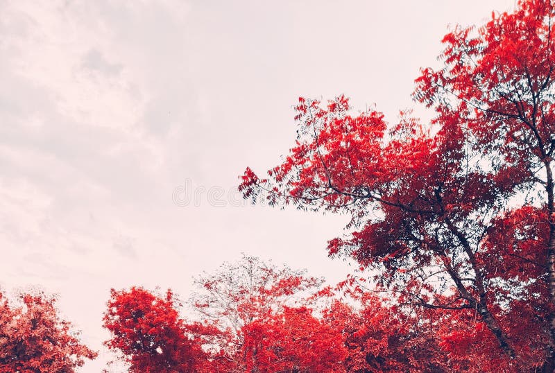 The Bright Red Canopy ,Tropical Season Colors Stock Image - Image of ...
