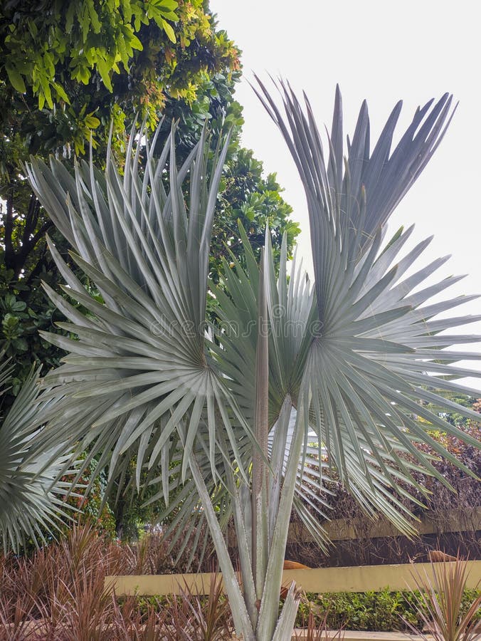 Silver Bismark Palm Tree with Tree Seeds Stock Photo - Image of spruce ... Silver Bismark Palm Tree with Tree Seeds Stock Photo - Image of spruce ...