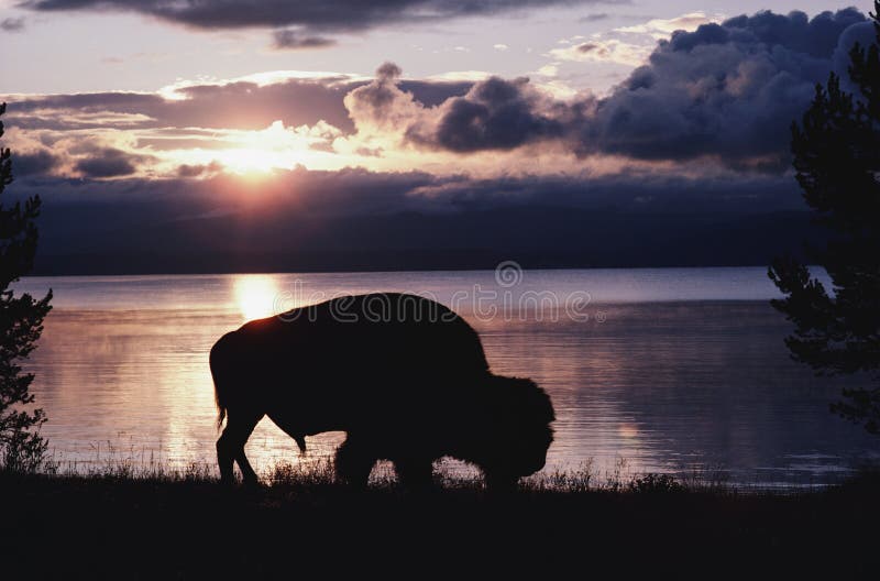 Bison Sunset stock photo. Image of stalwart, bull, solitude - 9894946