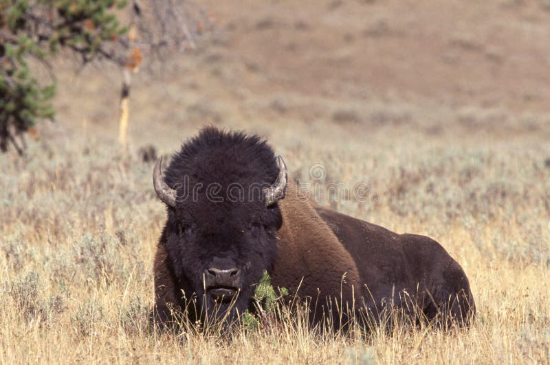 Bison stock image. Image of bison, landscape, country - 1181375