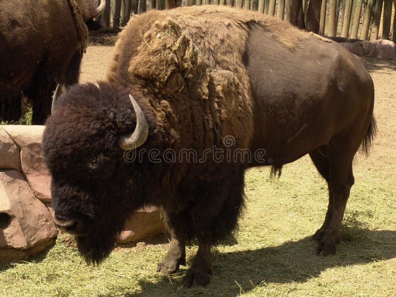 Bison stock photo. Image of shaggy, zoological, ruminant - 1452206