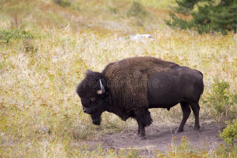 Bison stock photo. Image of bison, hide, bull, herd, natural - 1478062