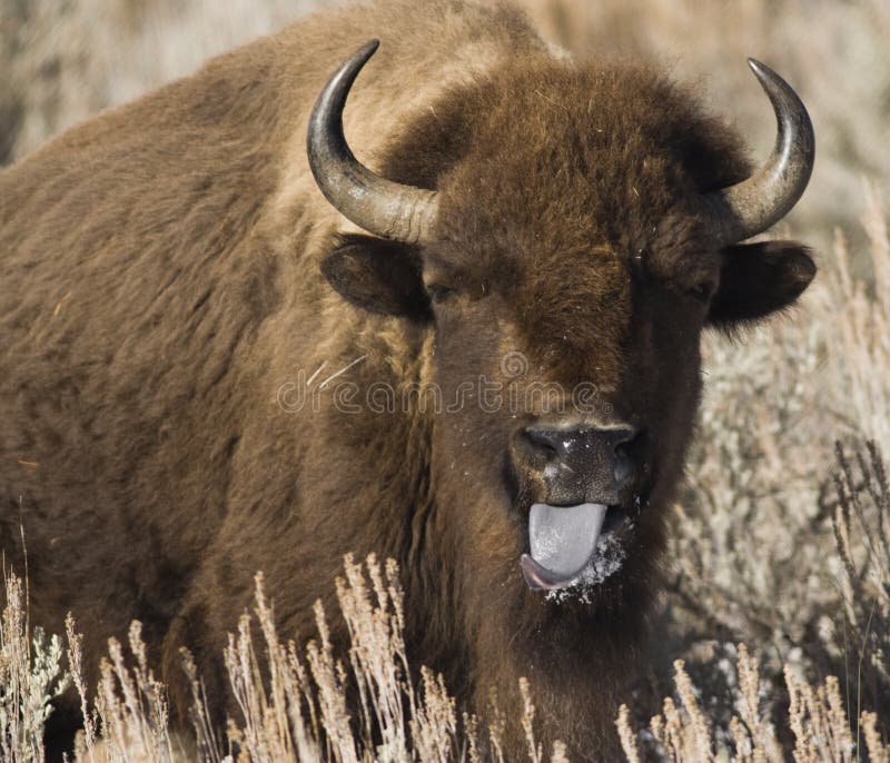 Brown Rat stock photo. Image of wild, portrait, close - 9028780