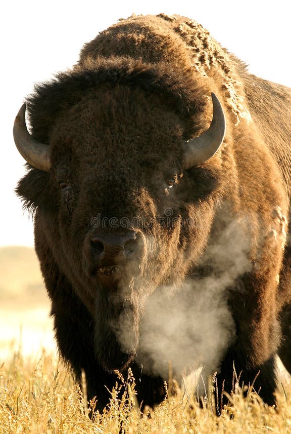 Bison stock image. Image of animal, buffalo, grey, park - 1820363