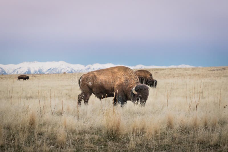 Three Bison Standing in the Grasslands Stock Photo - Image of sunset ...