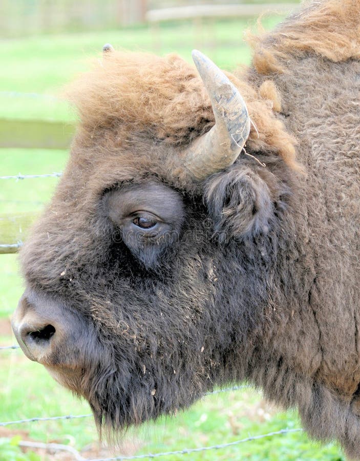 Bison 2 stock photo. Image of wool, mammal, buffalo, wild - 10339164
