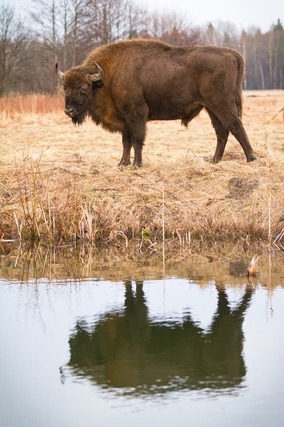 4,075 Bison Water Stock Photos - Free & Royalty-Free Stock Photos from ...
