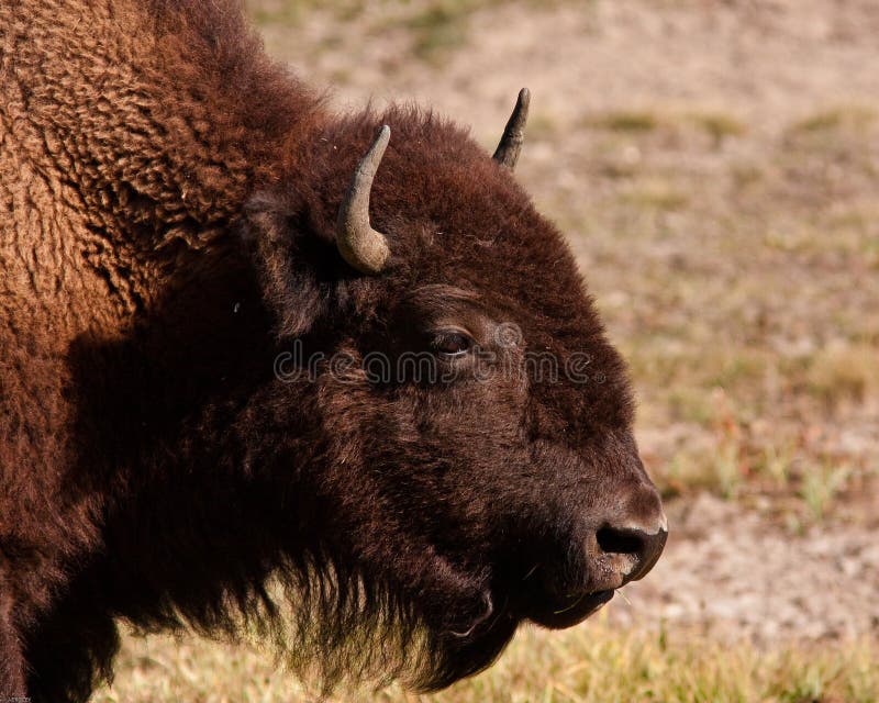 Bison stock image. Image of meat, horn, buffalo, mammal - 21656689