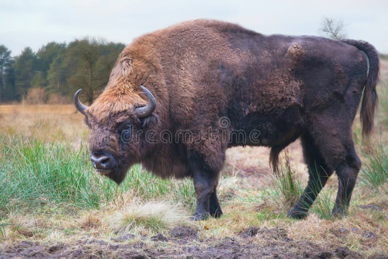 European Bison stock photo. Image of cattle, profile, animal - 3360638