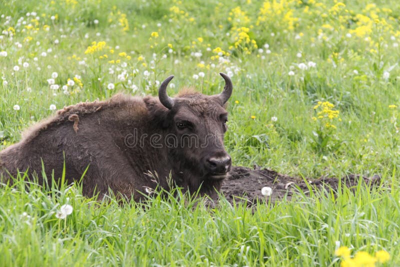 Bison stock photo. Image of plain, bison, horn, shaggy - 27555404