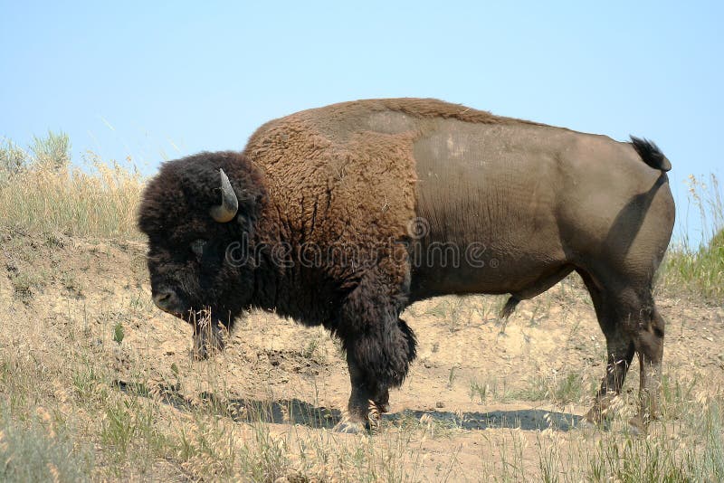 Theodore Roosevelt National Park Stock Photo - Image of travel ...